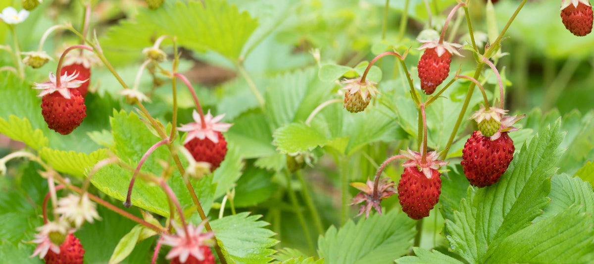 Strawberry Seeds: Grow Alpine Strawberries in Your Garden ...