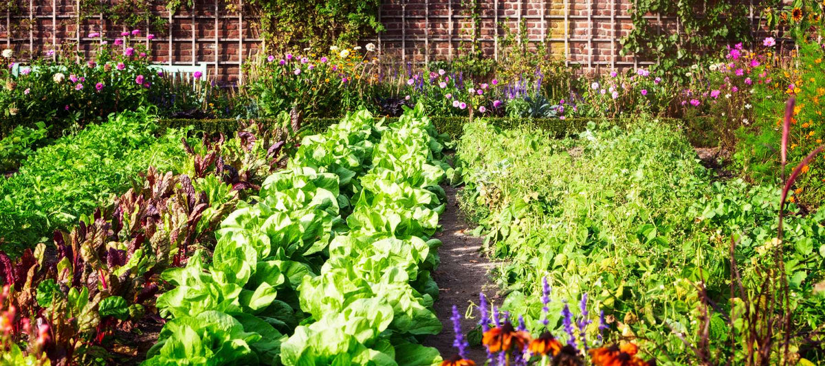 Mega Vegetable Garden Bundle – SurvivalGardenSeeds