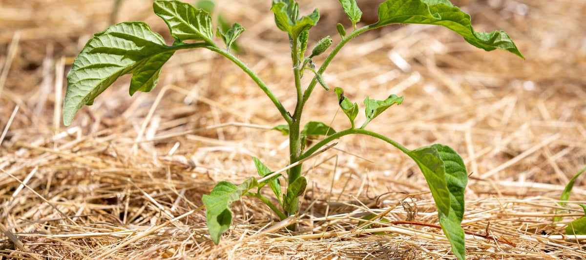 The Importance of Covering Your Soil – SurvivalGardenSeeds