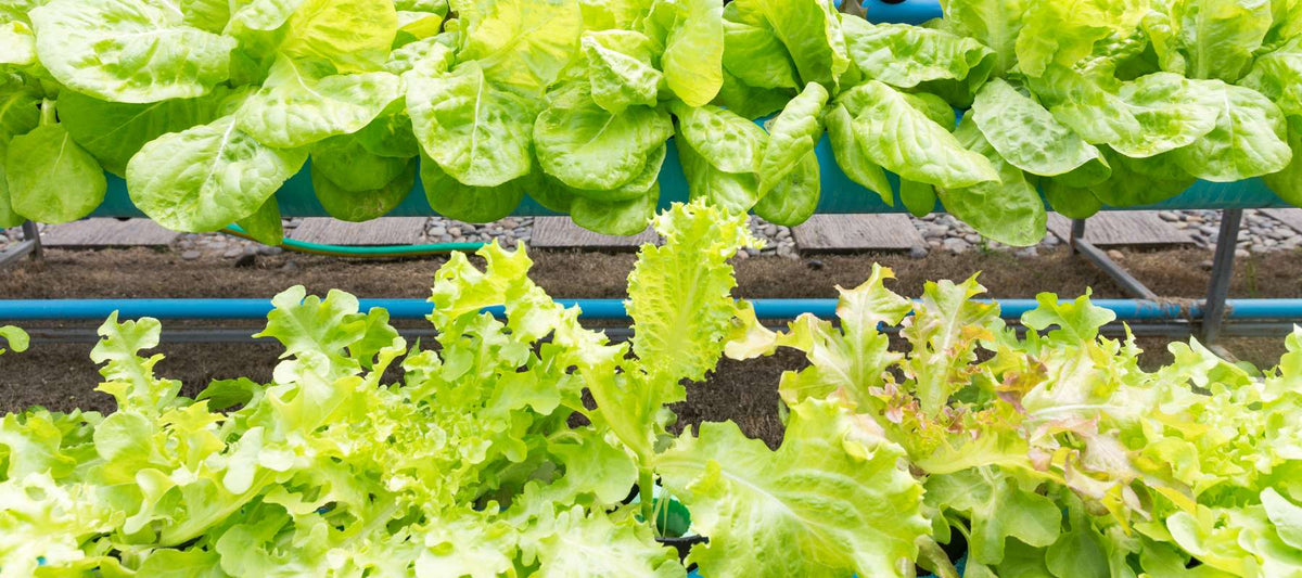 The Best Seeds for Your Hydroponic Garden – SurvivalGardenSeeds