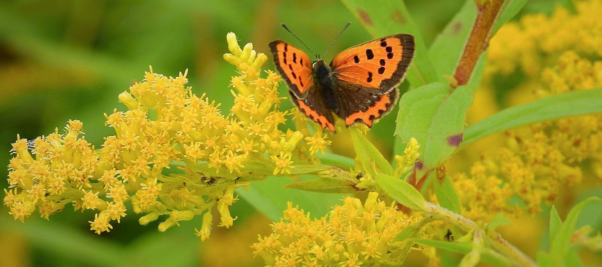 The Importance of Keystone Plants – SurvivalGardenSeeds