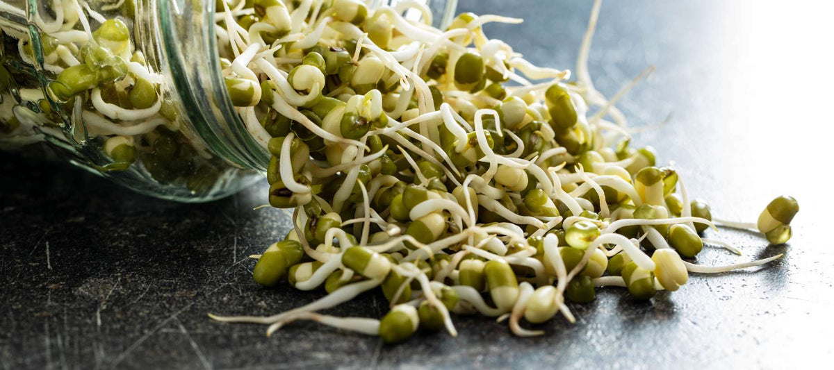 How to Grow Mung Bean Sprouts Fast Indoors – SurvivalGardenSeeds