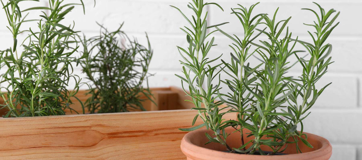 How to Grow Rosemary Indoors – SurvivalGardenSeeds