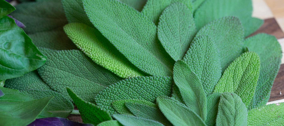 3 Types of Sage & Their Uses – SurvivalGardenSeeds