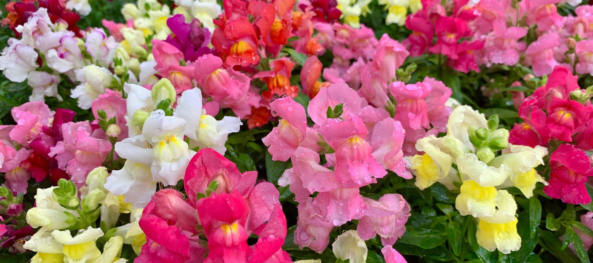 The Magic of Growing Snapdragons – SurvivalGardenSeeds