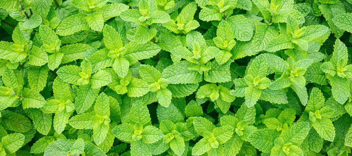 How to Control Spreading Plants – SurvivalGardenSeeds