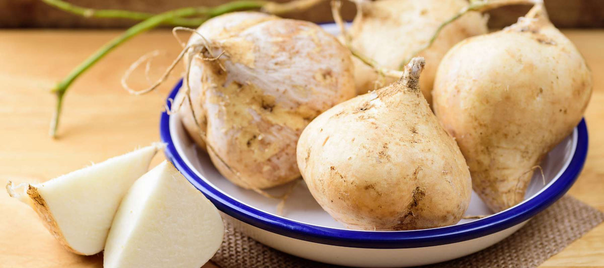Jicama Growing Guide – SurvivalGardenSeeds