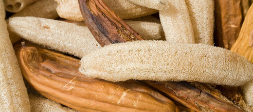 How to Grow Luffa, a Multipurpose Plant – SurvivalGardenSeeds