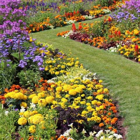 Flower Garden Seed Collections – SurvivalGardenSeeds