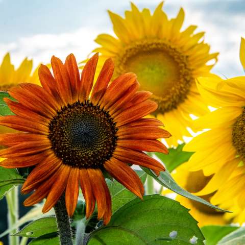 Sunflower Seeds to Plant – SurvivalGardenSeeds
