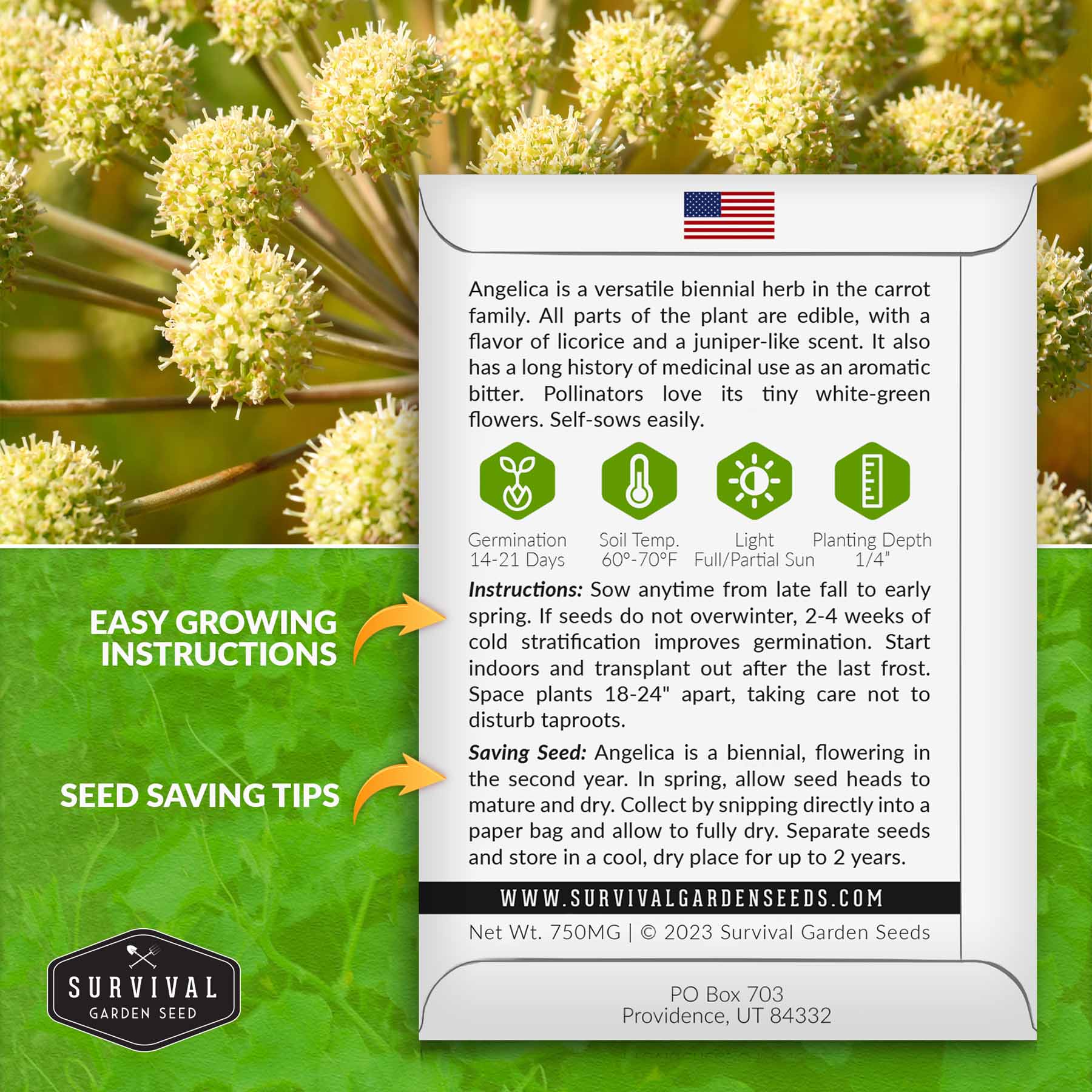 Angelica Seeds - Fragrant Medicinal Herb - SurvivalGardenSeeds