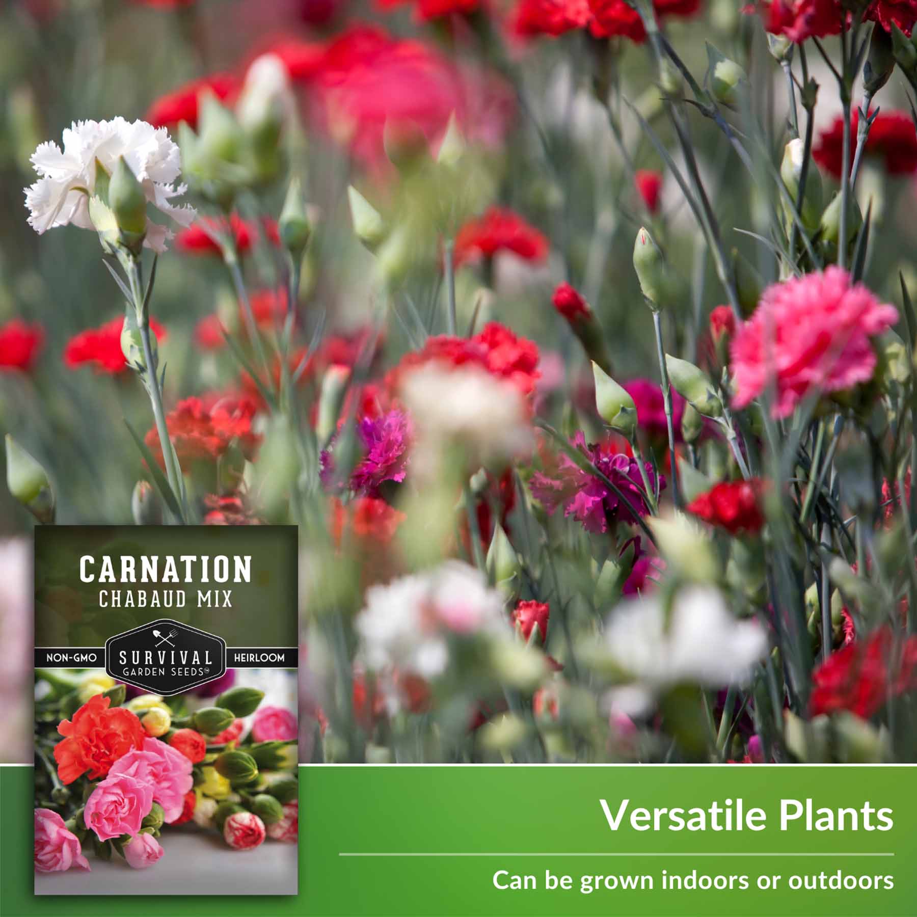 Chabaud Mix Carnation Seed - Dianthus Caryophyllus - SurvivalGardenSeeds