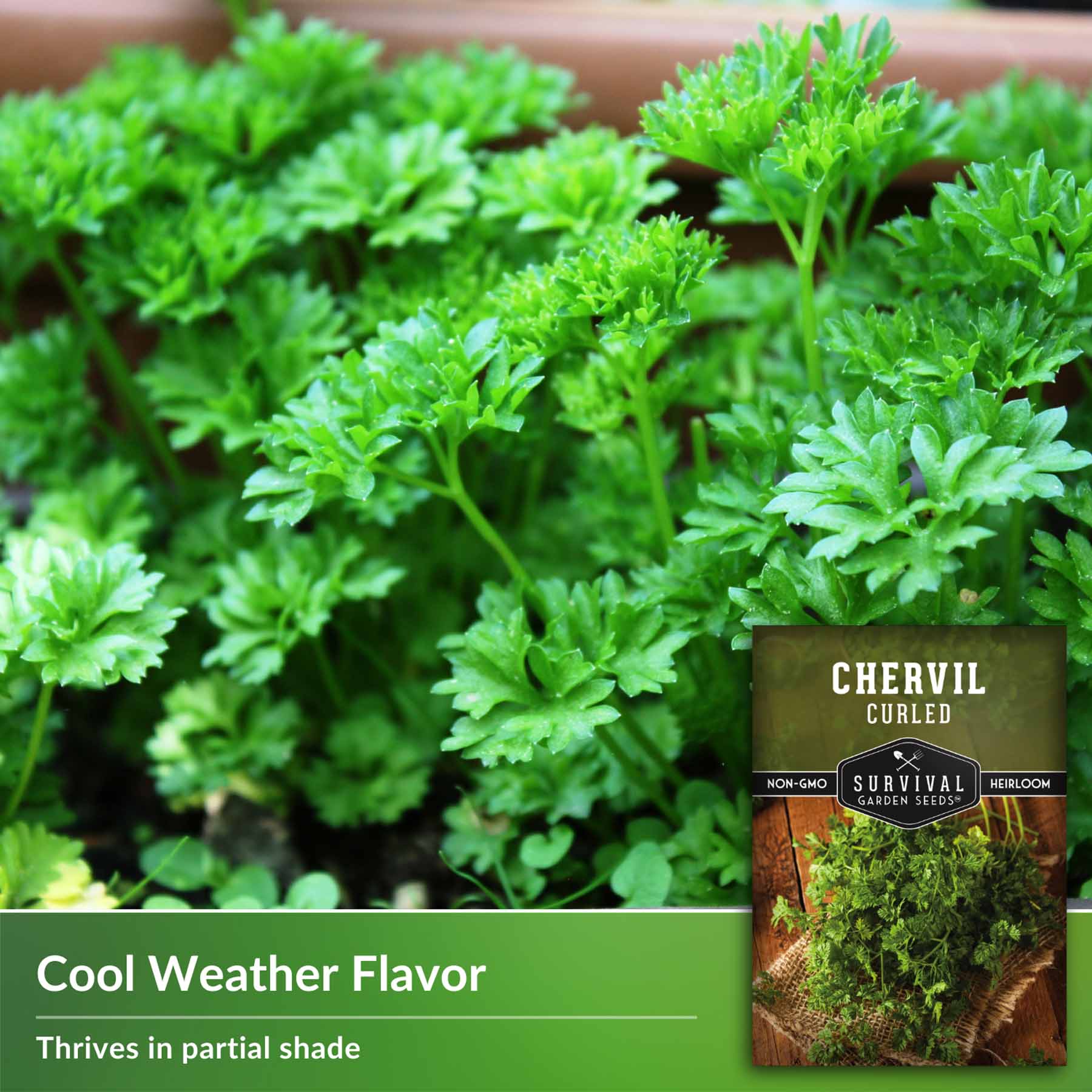 Curled Chervil Seeds - French Herb - SurvivalGardenSeeds