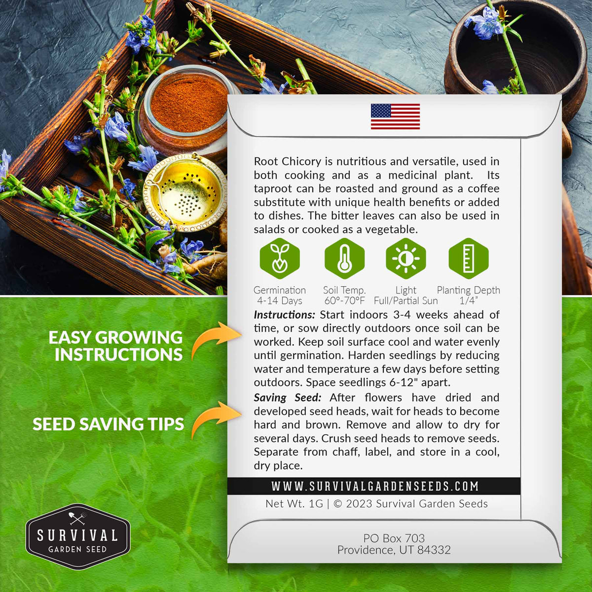 Chicory Seeds – SurvivalGardenSeeds