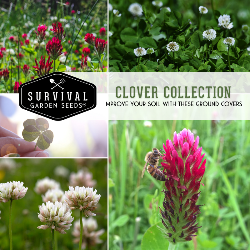 Crimson & White Clover Seed Collection – SurvivalGardenSeeds
