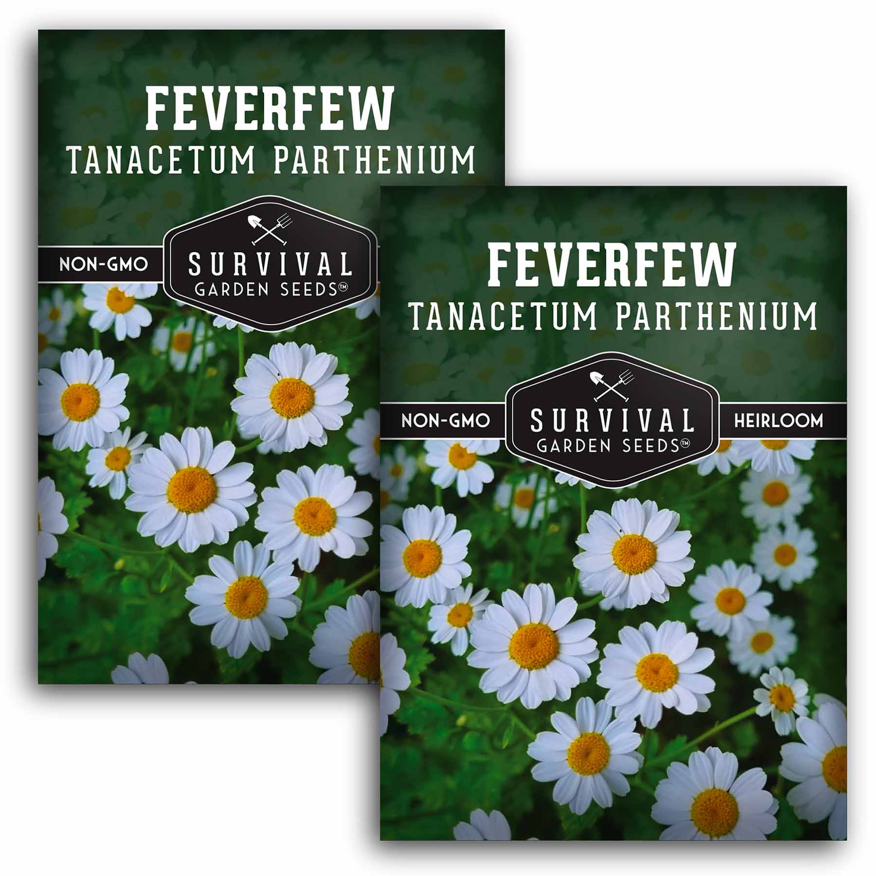 Feverfew Seeds - Bachelor’s Buttons - SurvivalGardenSeeds