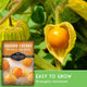 Heirloom Ground Cherry Seeds – SurvivalGardenSeeds