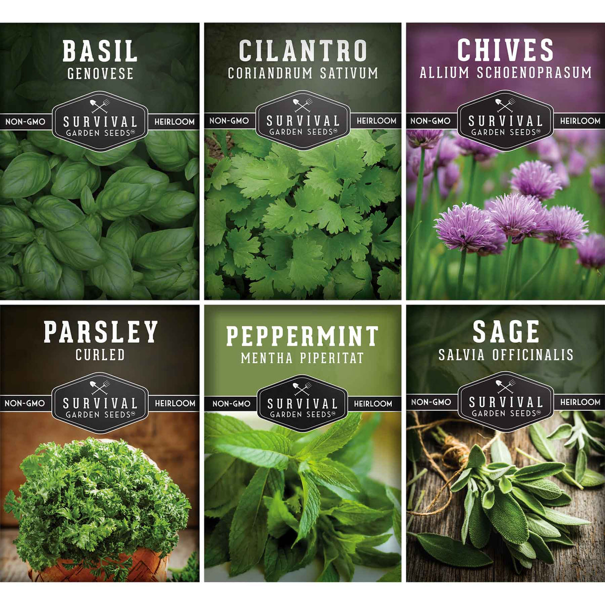 6 Hydroponic Herb Seeds – Indoor Garden Kit – SurvivalGardenSeeds