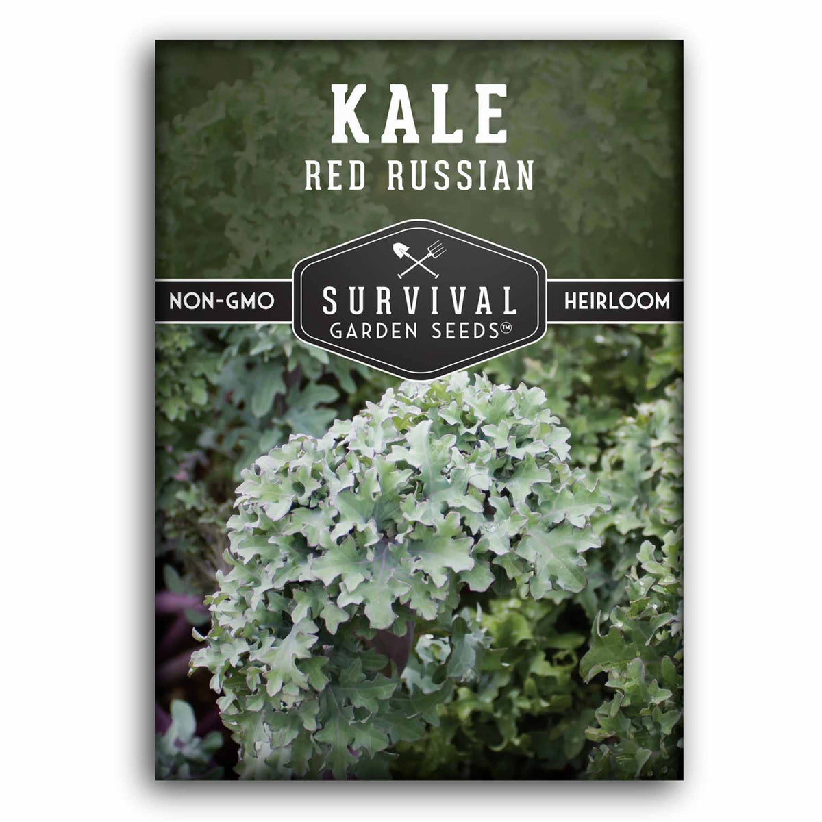 Red Russian Kale Seeds – Heirloom Cold-Hardy Greens – SurvivalGardenSeeds