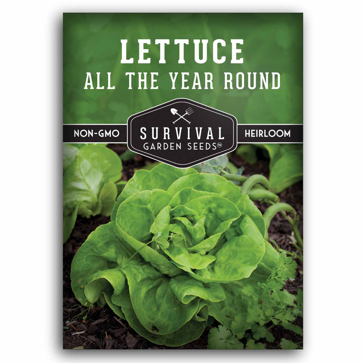 All The Year Round Lettuce – Heirloom Seeds – SurvivalGardenSeeds
