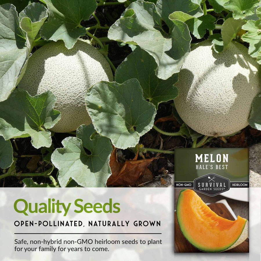 Melon Seeds for Planting – SurvivalGardenSeeds