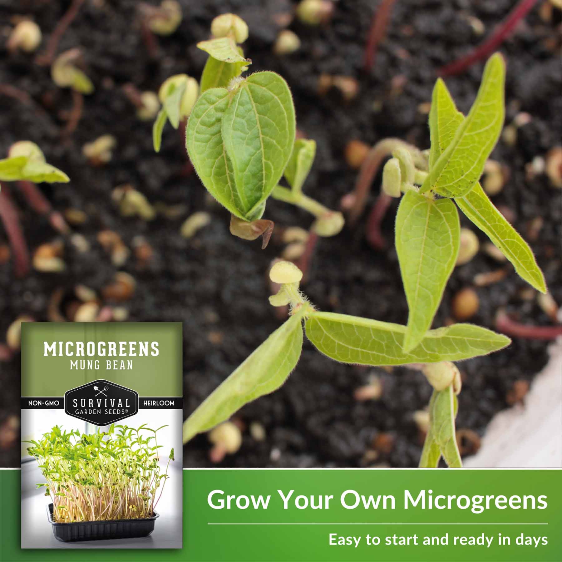 Mung Bean Microgreens Seeds - SurvivalGardenSeeds
