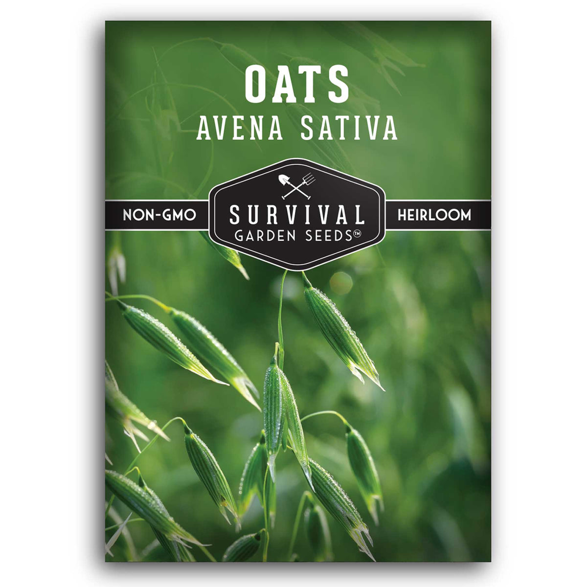 Oats Seeds – Avena sativa – SurvivalGardenSeeds