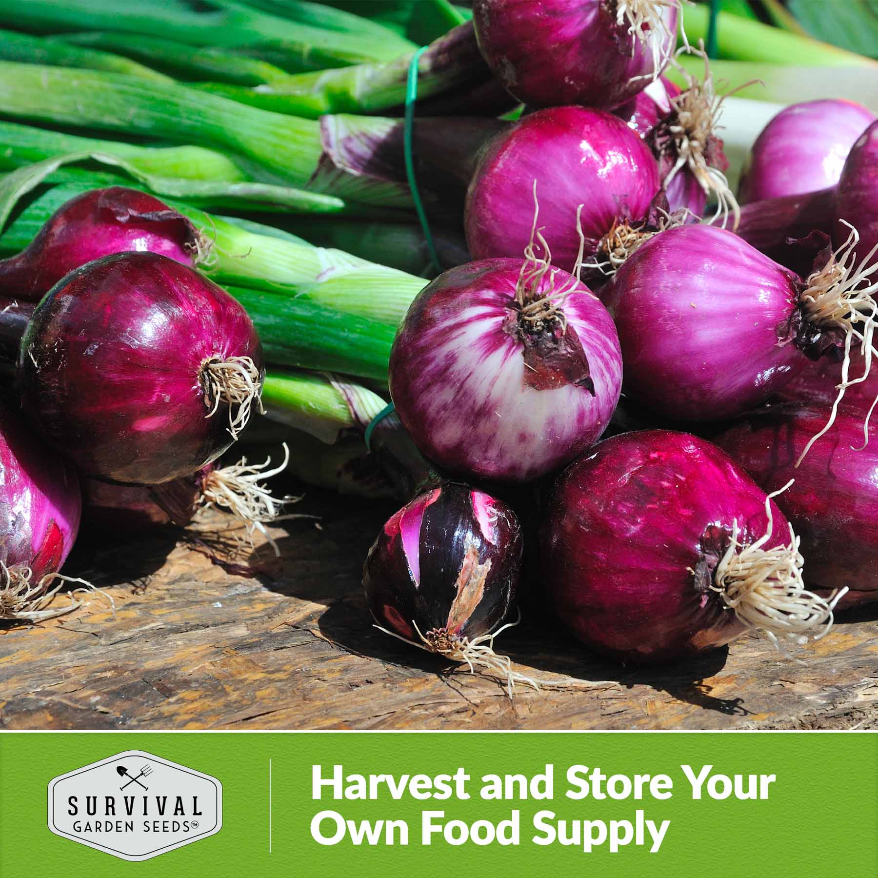 Ruby Red Onion Seed - Long Day Onion - SurvivalGardenSeeds