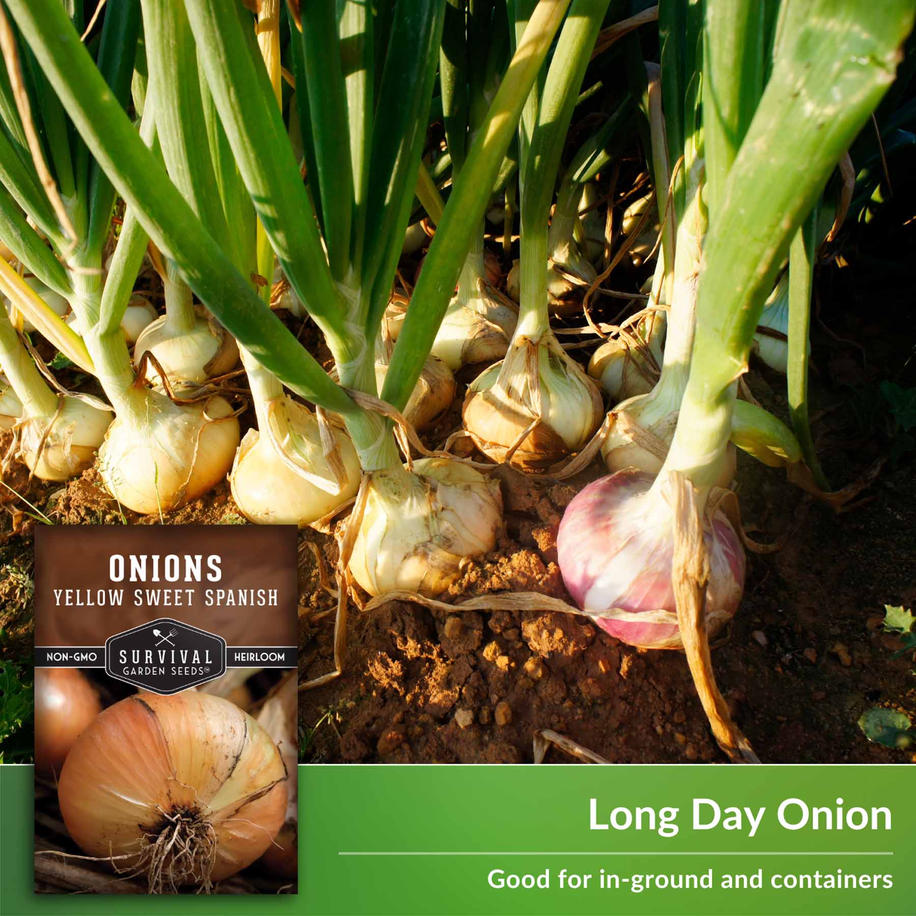 Yellow Sweet Spanish Onion Seeds - Long-Day Onion - SurvivalGardenSeeds