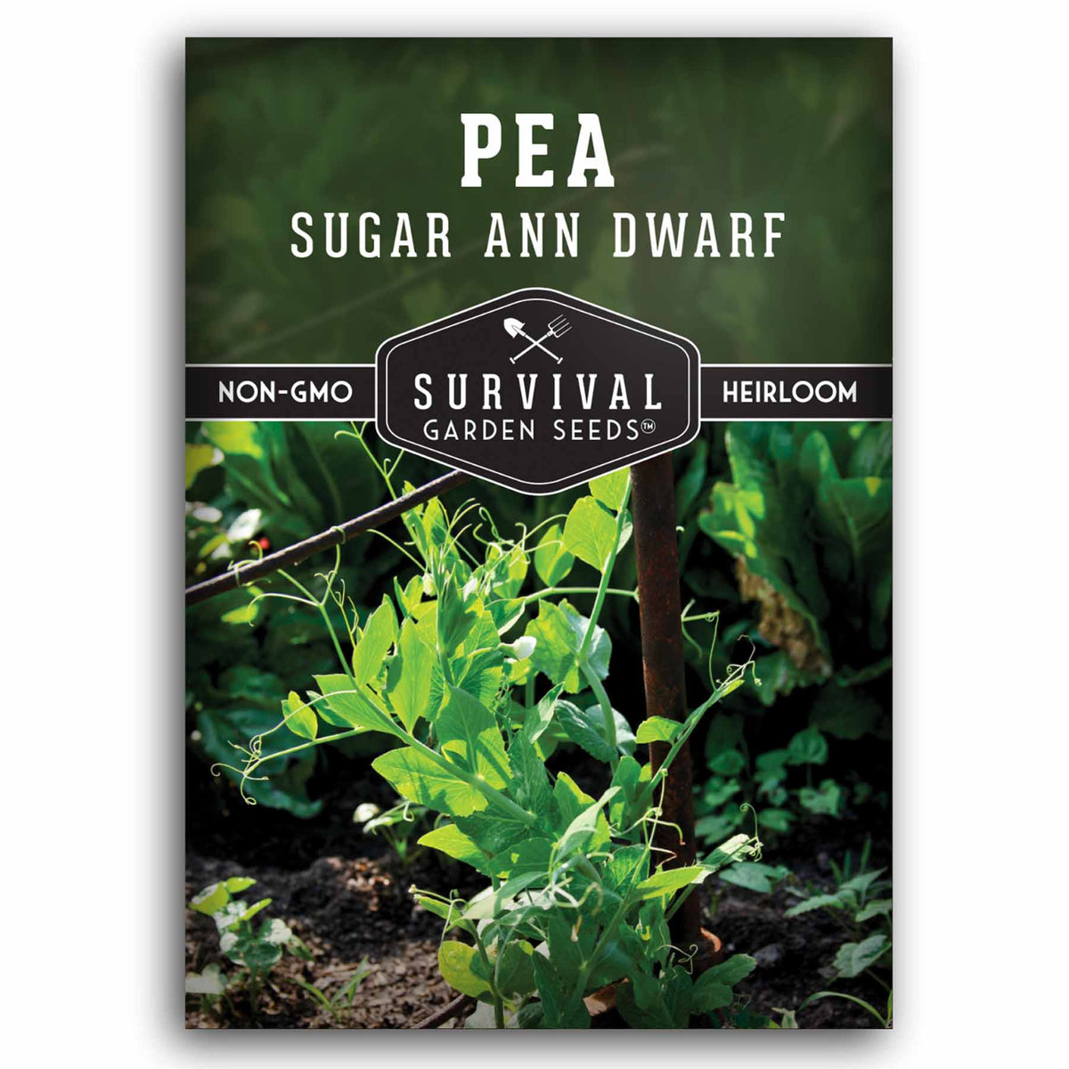 Sugar Ann Dwarf Pea – Compact Snap Pea – SurvivalGardenSeeds