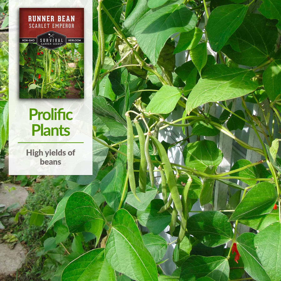 Scarlet Emperor Runner Bean – Ornamental Heirloom – SurvivalGardenSeeds
