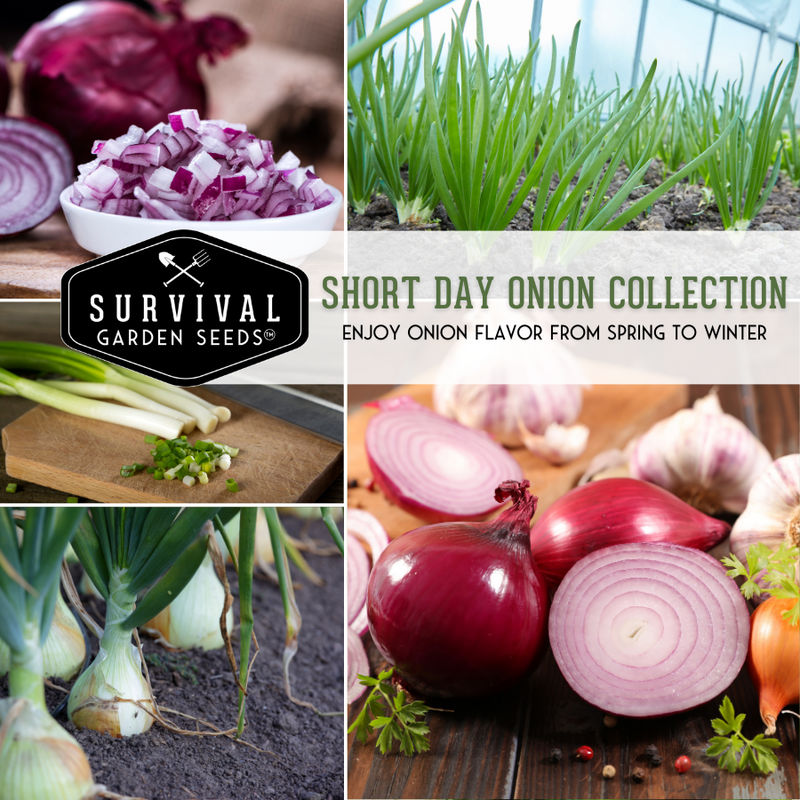 Short Day Onion Seed Collection - 3 Packets – SurvivalGardenSeeds
