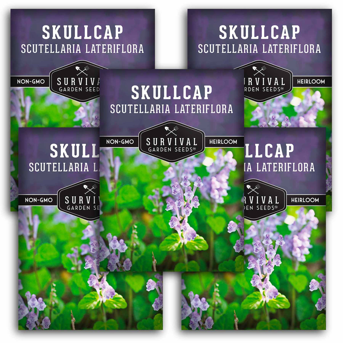 Skullcap Seeds – SurvivalGardenSeeds