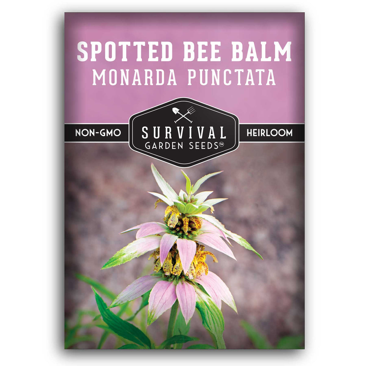 Spotted Bee Balm (Monarda punctata) Seeds – SurvivalGardenSeeds