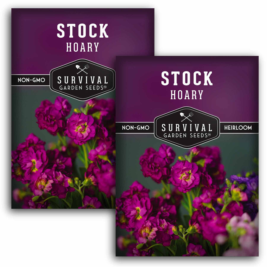 Hoary Stock Seeds – Fragrant Biennial Flowers – SurvivalGardenSeeds
