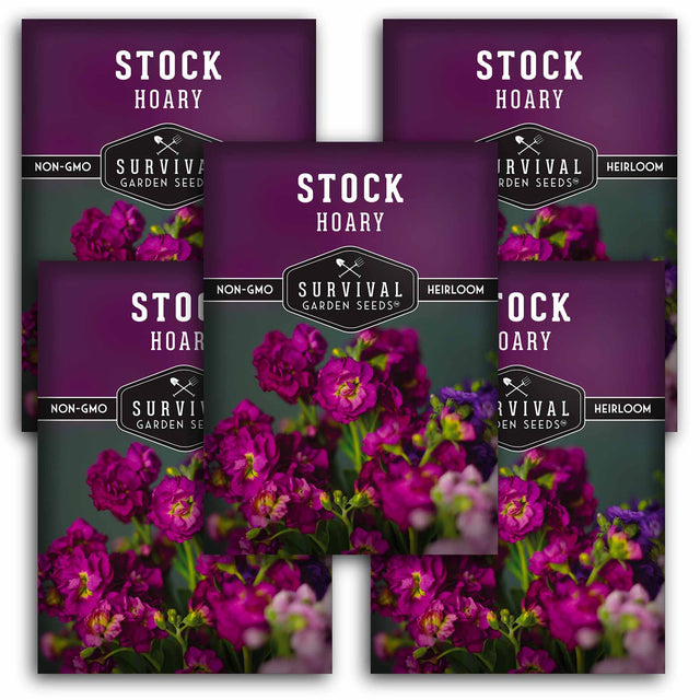 Hoary Stock Seeds – Fragrant Biennial Flowers – SurvivalGardenSeeds