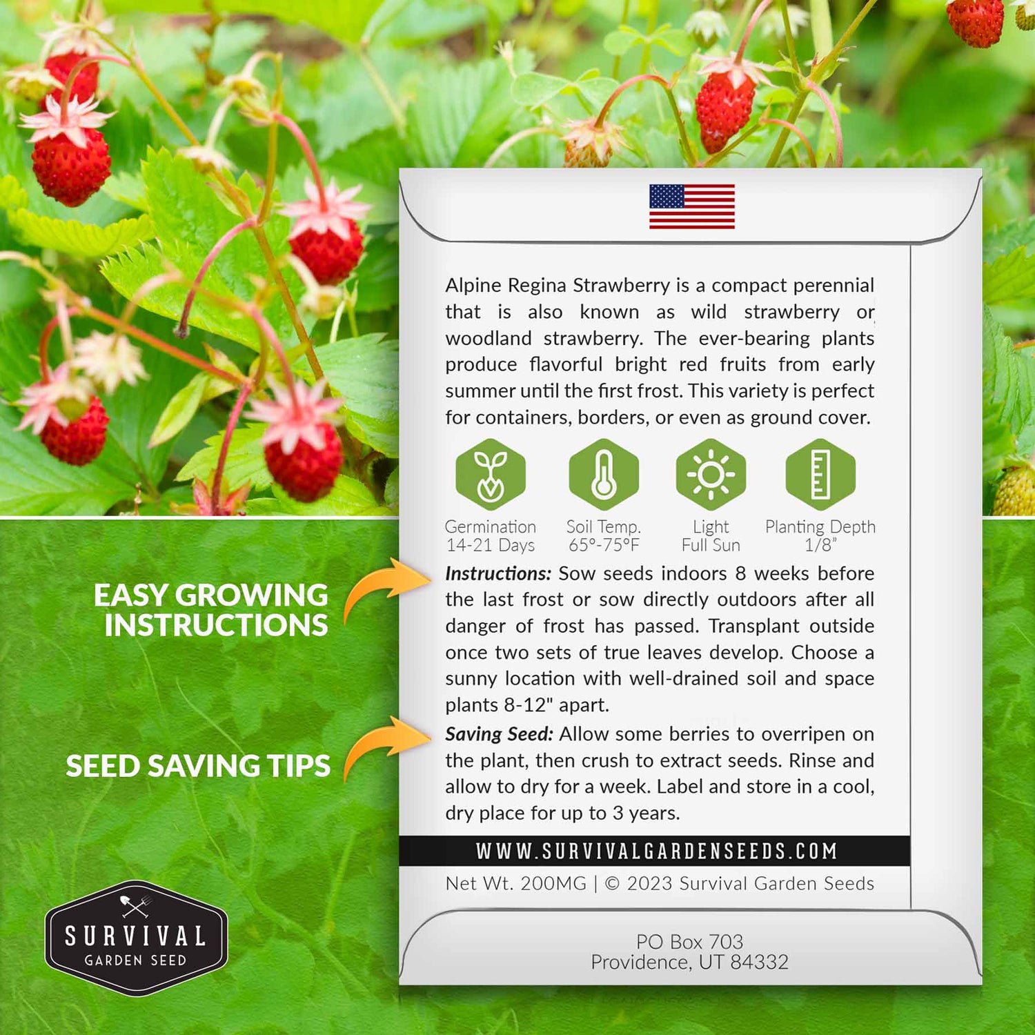 Alpine Regina Strawberry Seeds - Wild Strawberry – SurvivalGardenSeeds