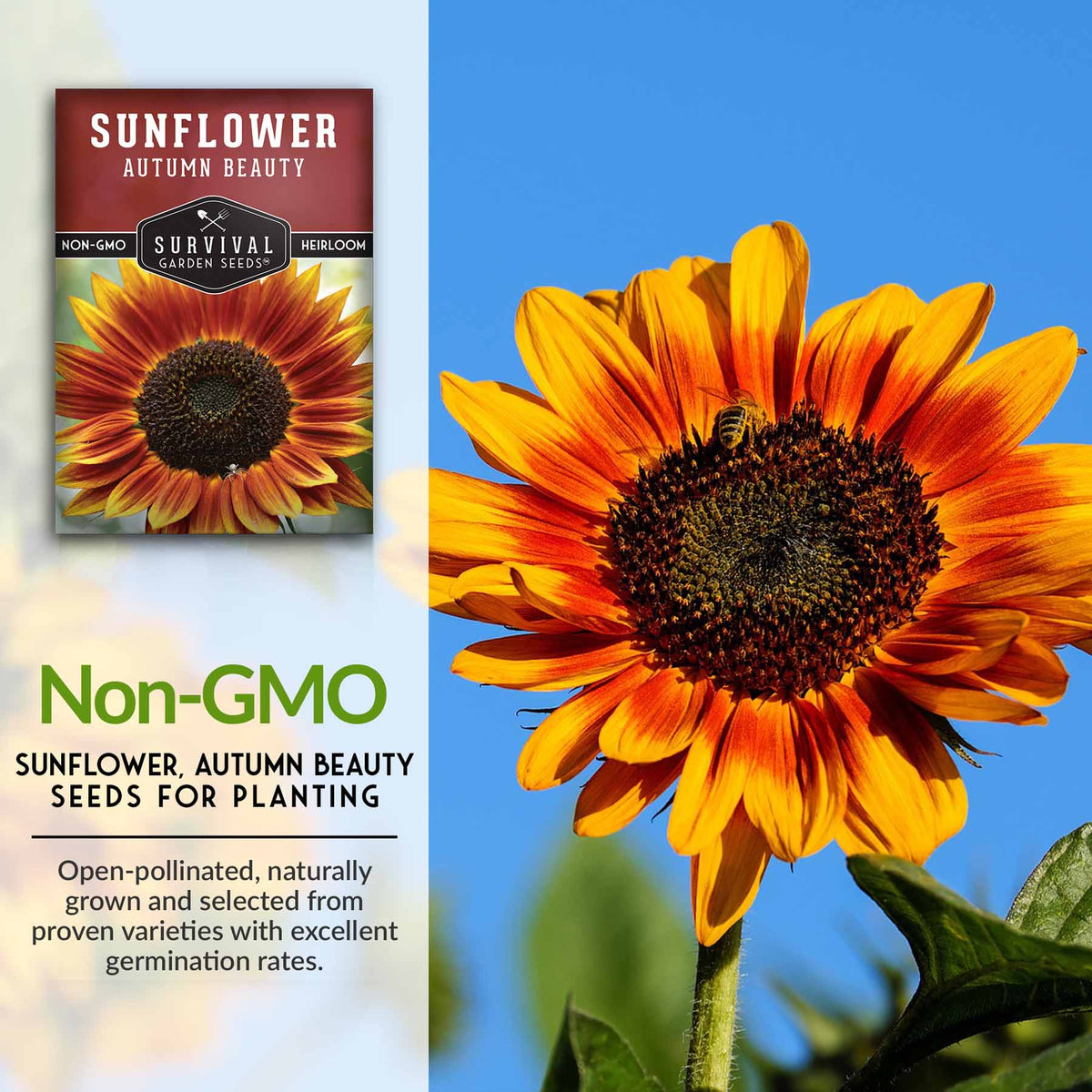 Sunflower Seeds to Plant – SurvivalGardenSeeds