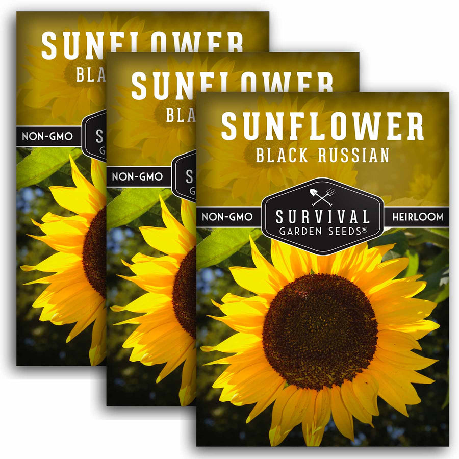 Sunflower Seeds to Plant – SurvivalGardenSeeds