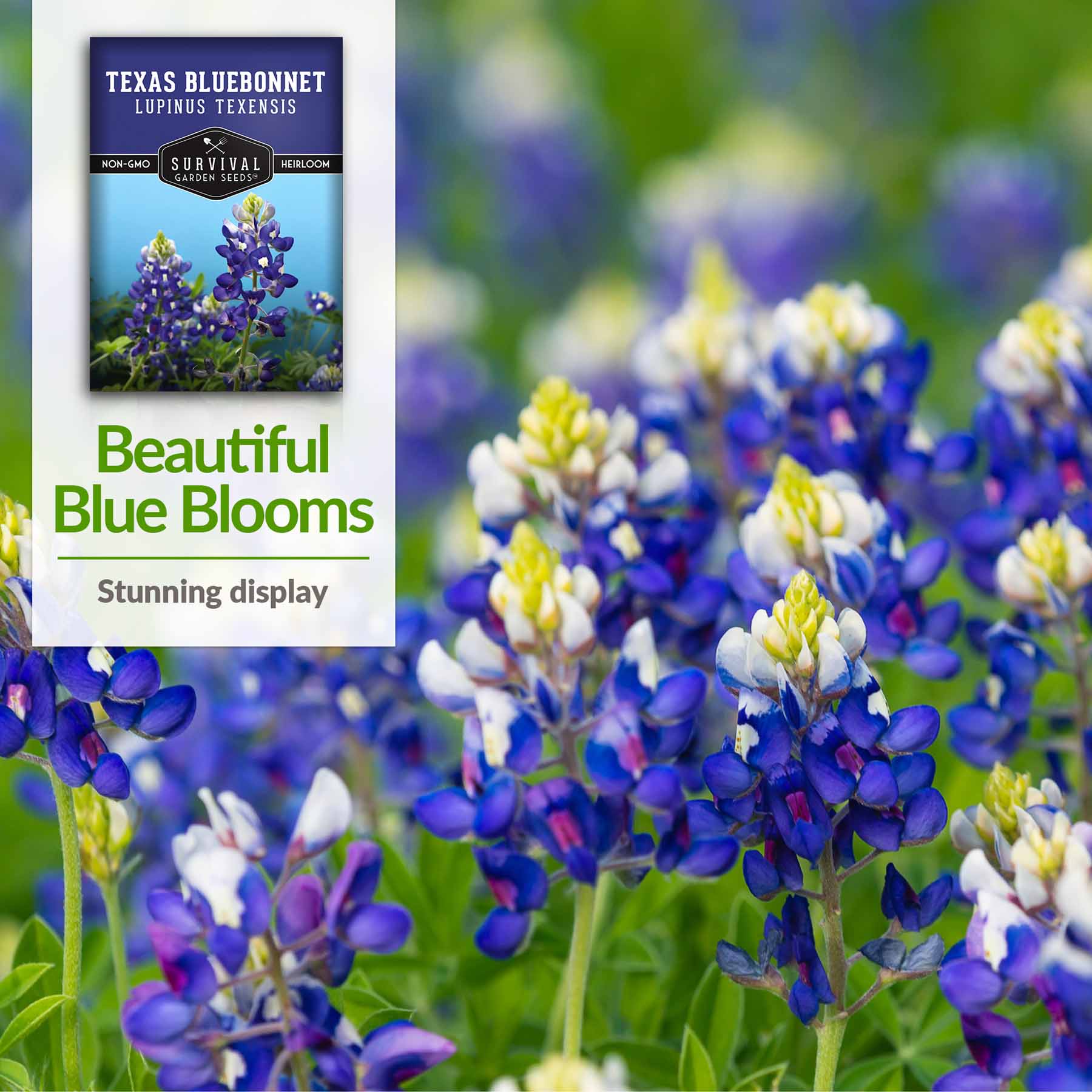 Texas Bluebonnet Seed - Lupinus Texenisis - SurvivalGardenSeeds