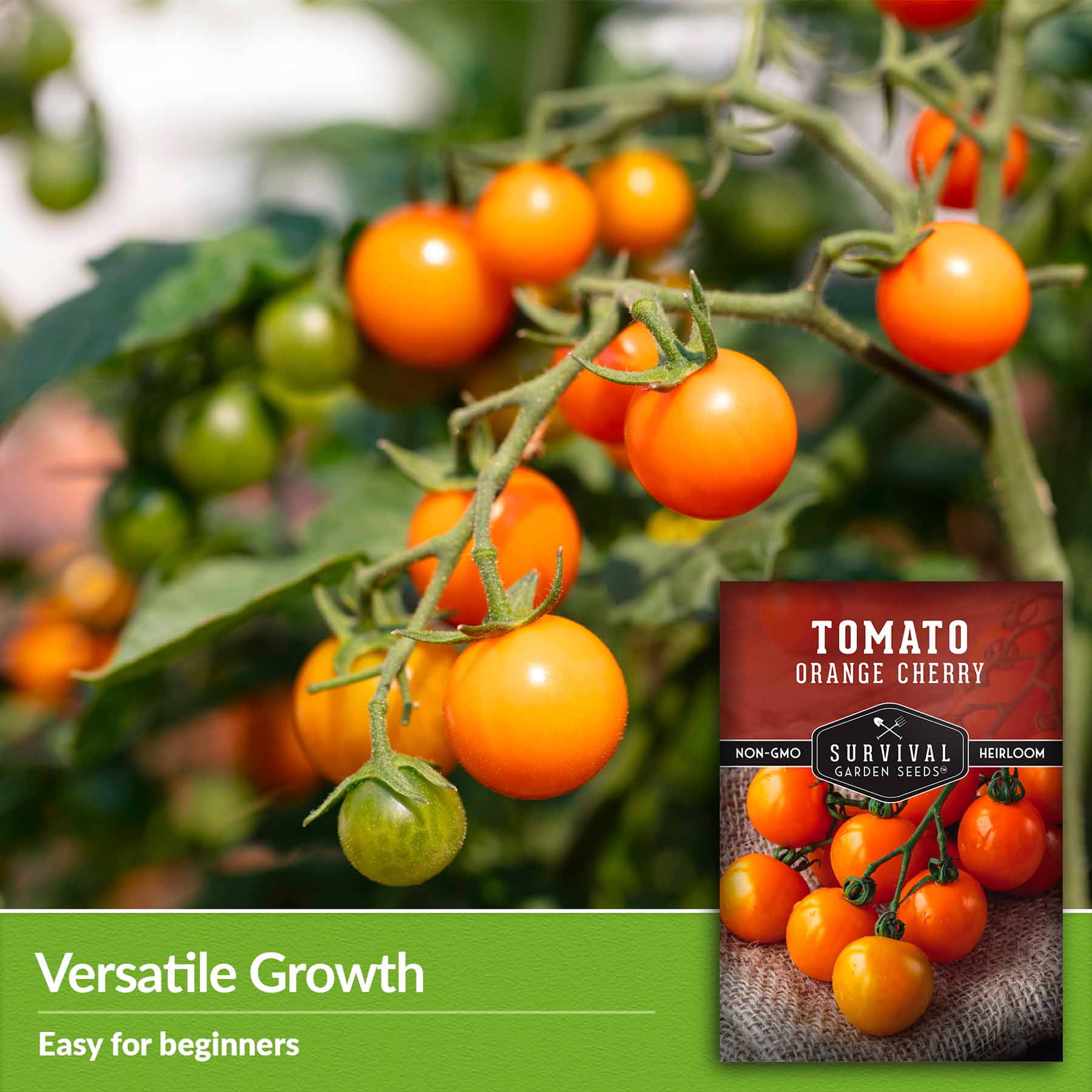 Orange Cherry Tomato Seeds - Orange Tomato - SurvivalGardenSeeds