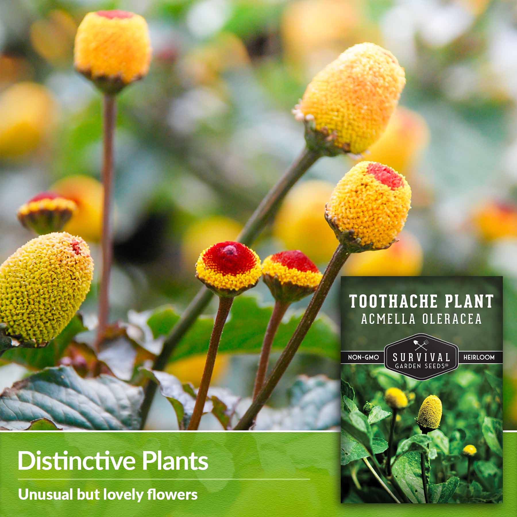 Toothache Plant Seeds - Electric Daisy - SurvivalGardenSeeds