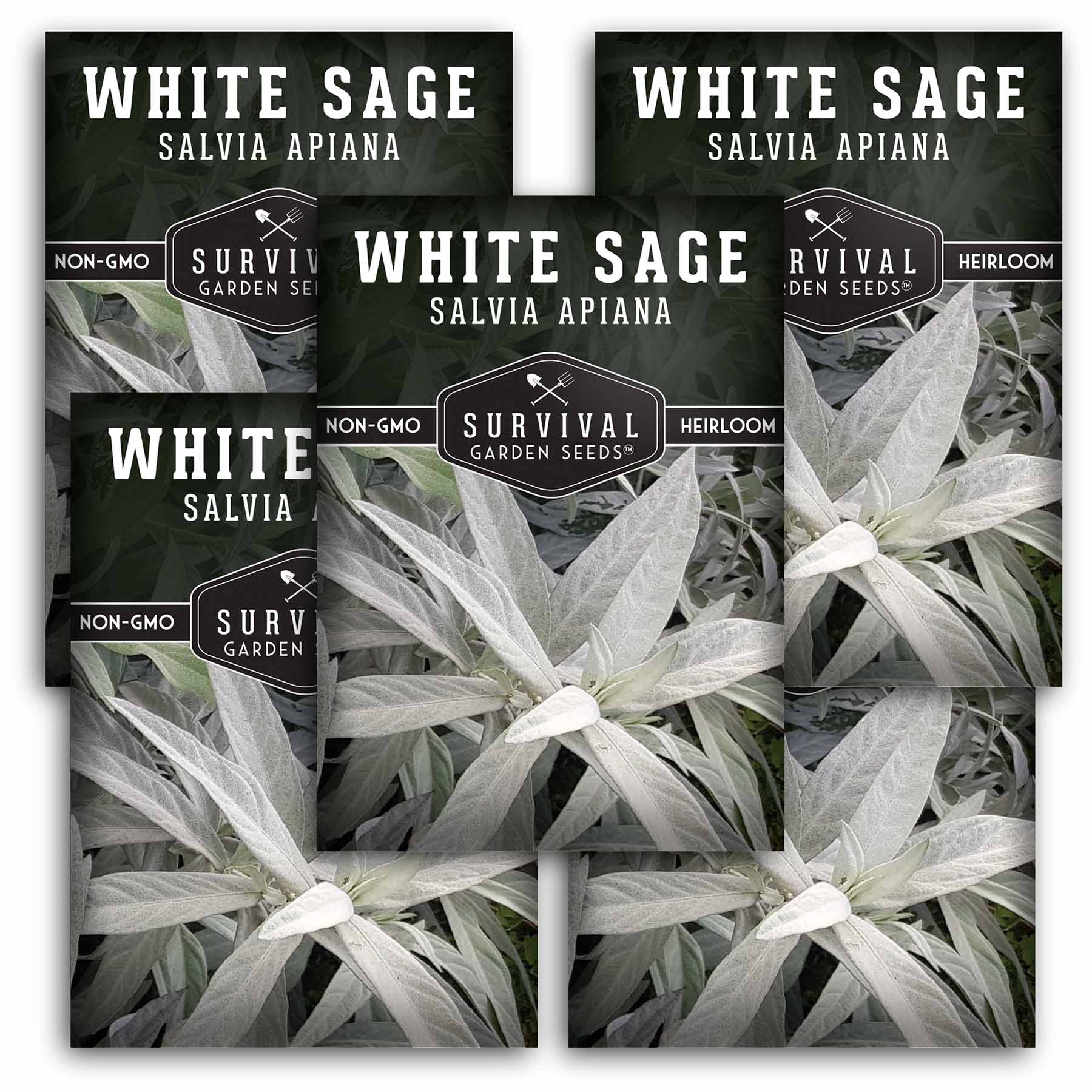 White Sage Seed - SurvivalGardenSeeds