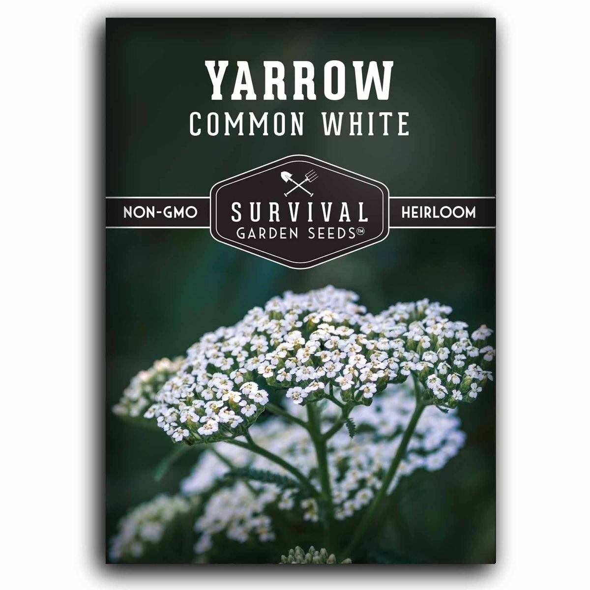 Seed Collection - Yarrow Seeds – SurvivalGardenSeeds