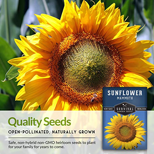 Mammoth Sunflower Seed for Planting – SurvivalGardenSeeds
