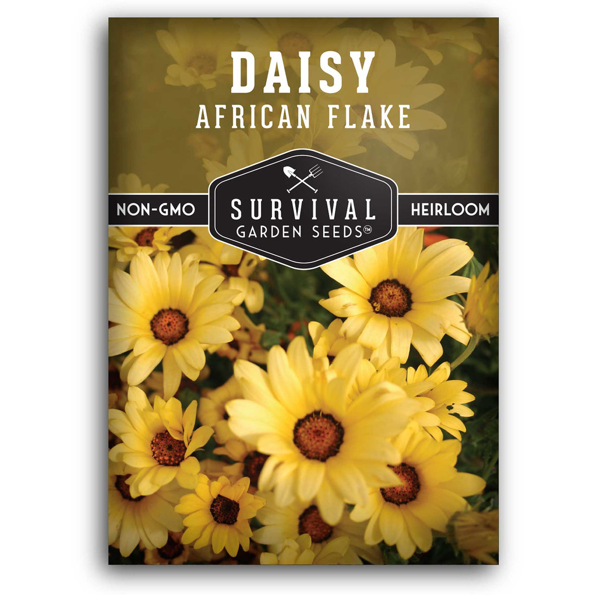 African Flake Daisy Seeds - Overstock – SurvivalGardenSeeds
