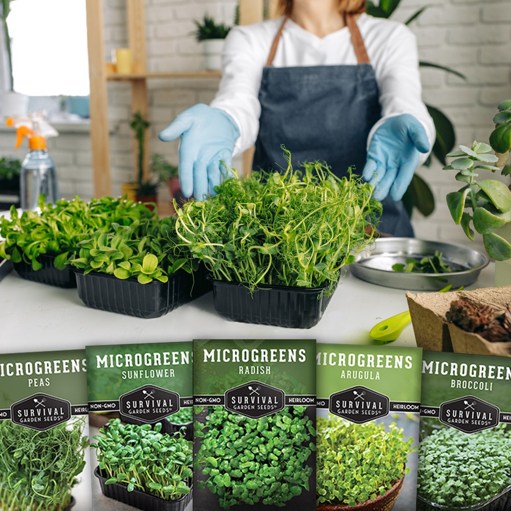 Heirloom Microgreen Seeds 5 Variety Pack – SurvivalGardenSeeds