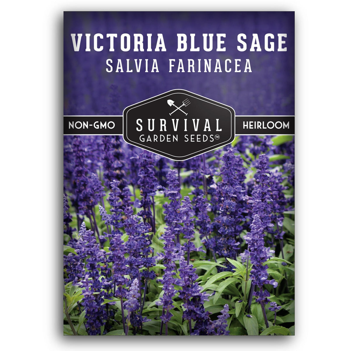 Victoria Blue Sage Seeds for Planting – SurvivalGardenSeeds