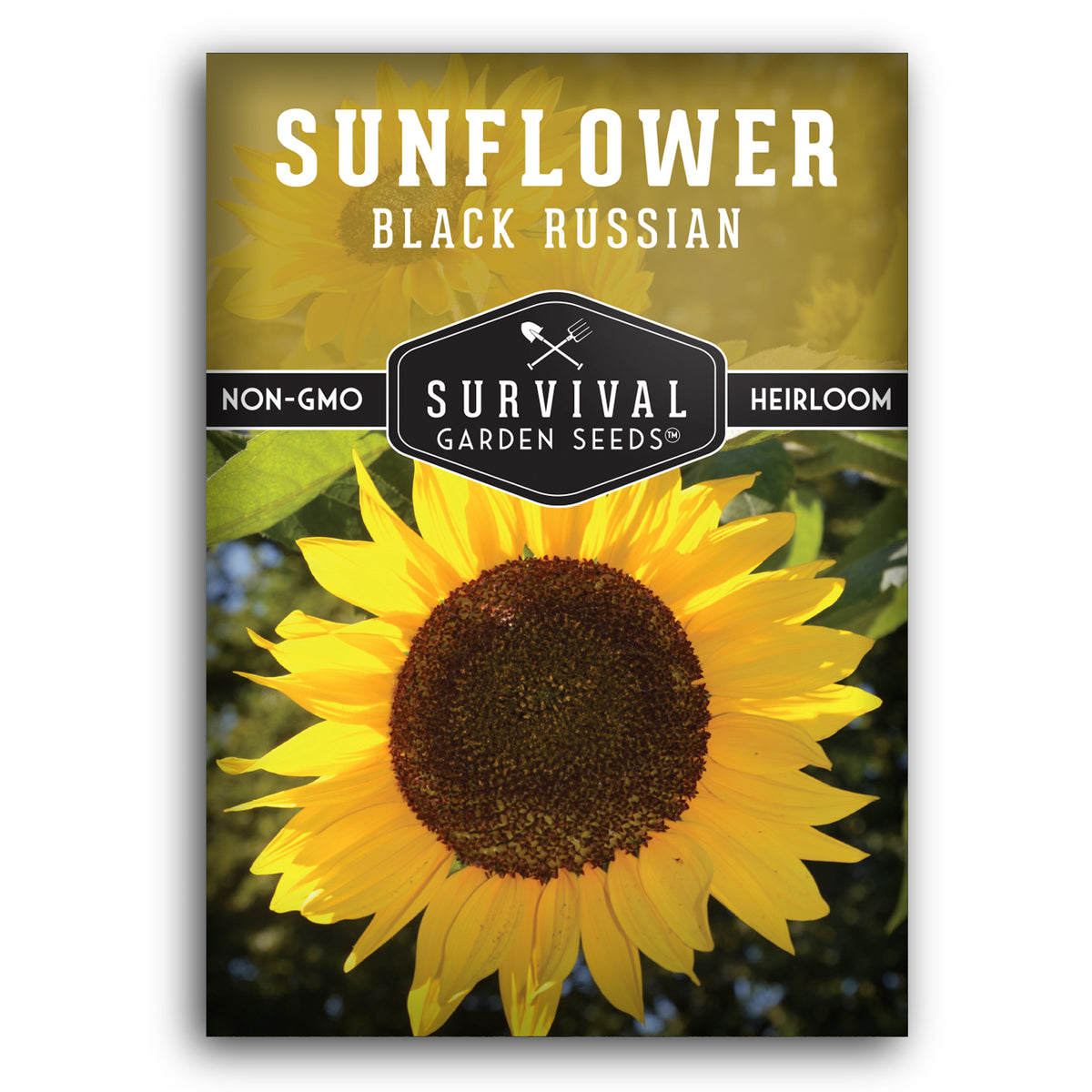 Black Russian Heirloom Sunflower Seeds – SurvivalGardenSeeds