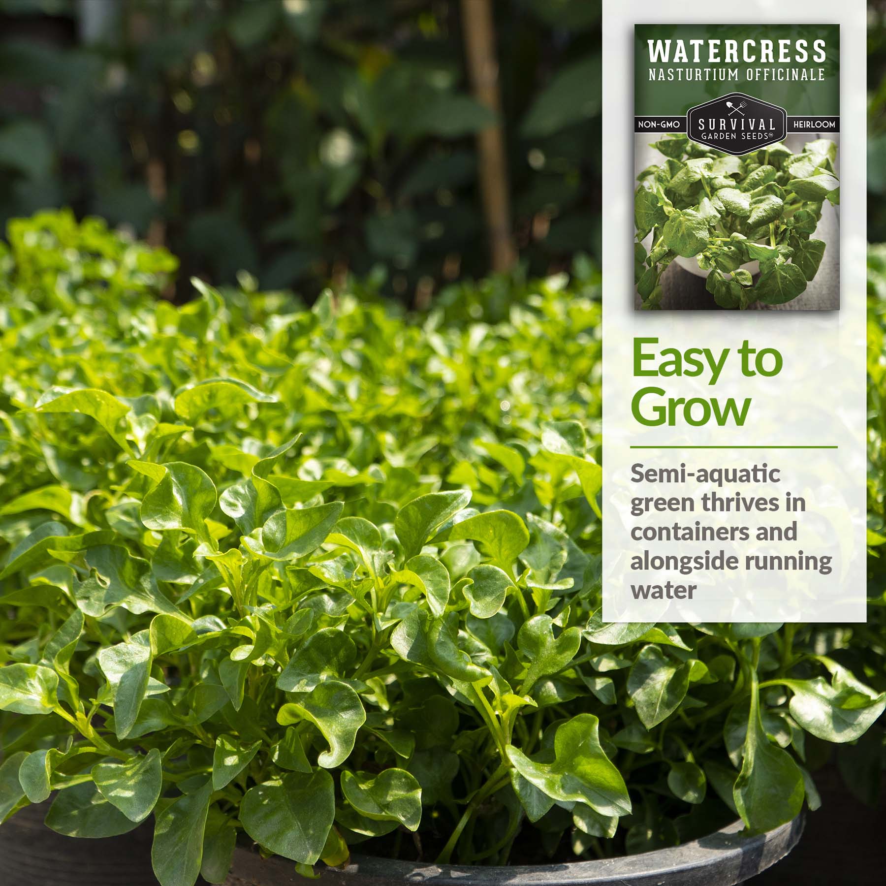 Watercress Seeds For Planting SurvivalGardenSeeds watercress-seeds-for-planting-survivalgardenseeds
